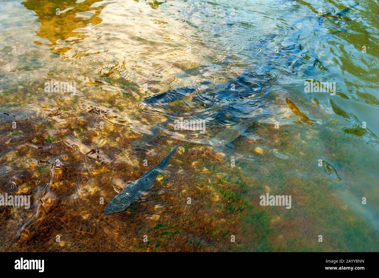 Fisch laichender see -Fotos und -Bildmaterial in hoher Auflösung – Alamy