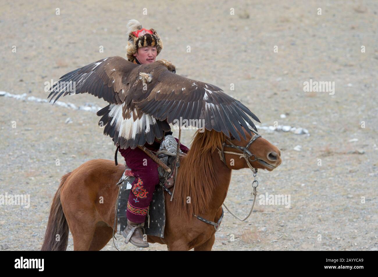 Wie sich Adler auf dem Goldenen Adler-Festival in der Nähe der Stadt ...