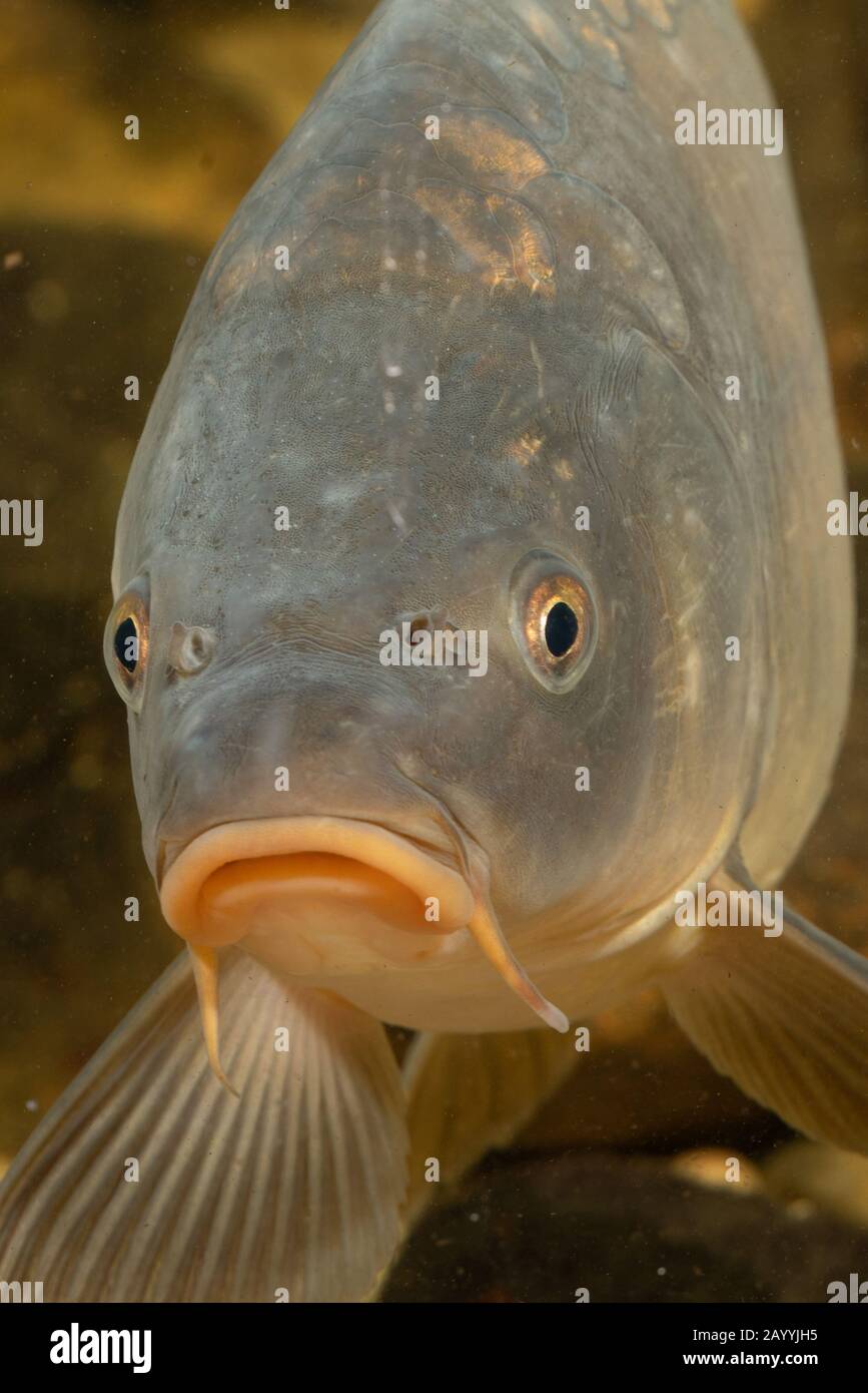 Front 35 cm -Fotos und -Bildmaterial in hoher Auflösung – Alamy