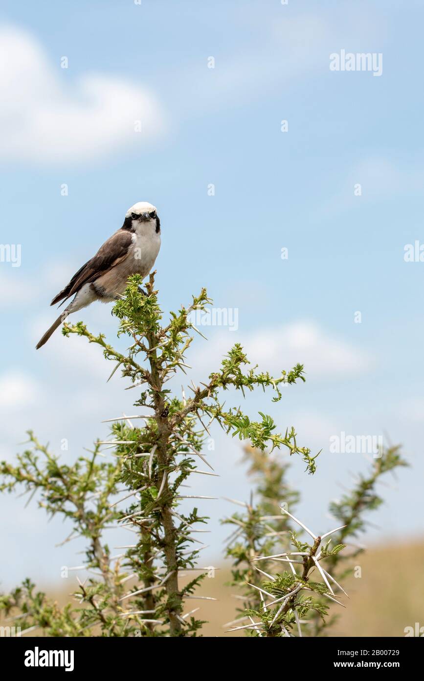 Vogel auf stacheligem busch -Fotos und -Bildmaterial in hoher Auflösung ...