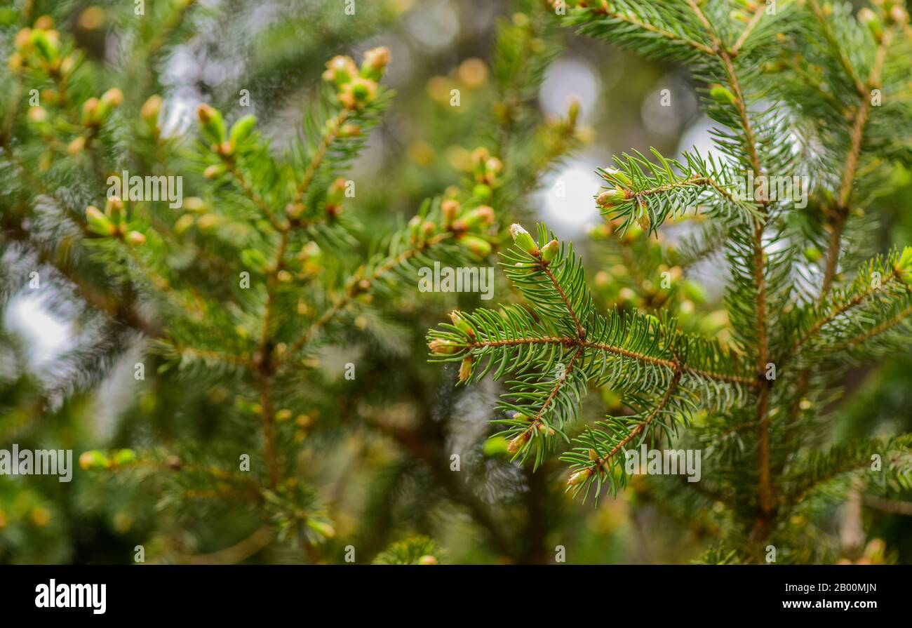 Foliage Needles Branches Stockfotos und -bilder Kaufen - Alamy