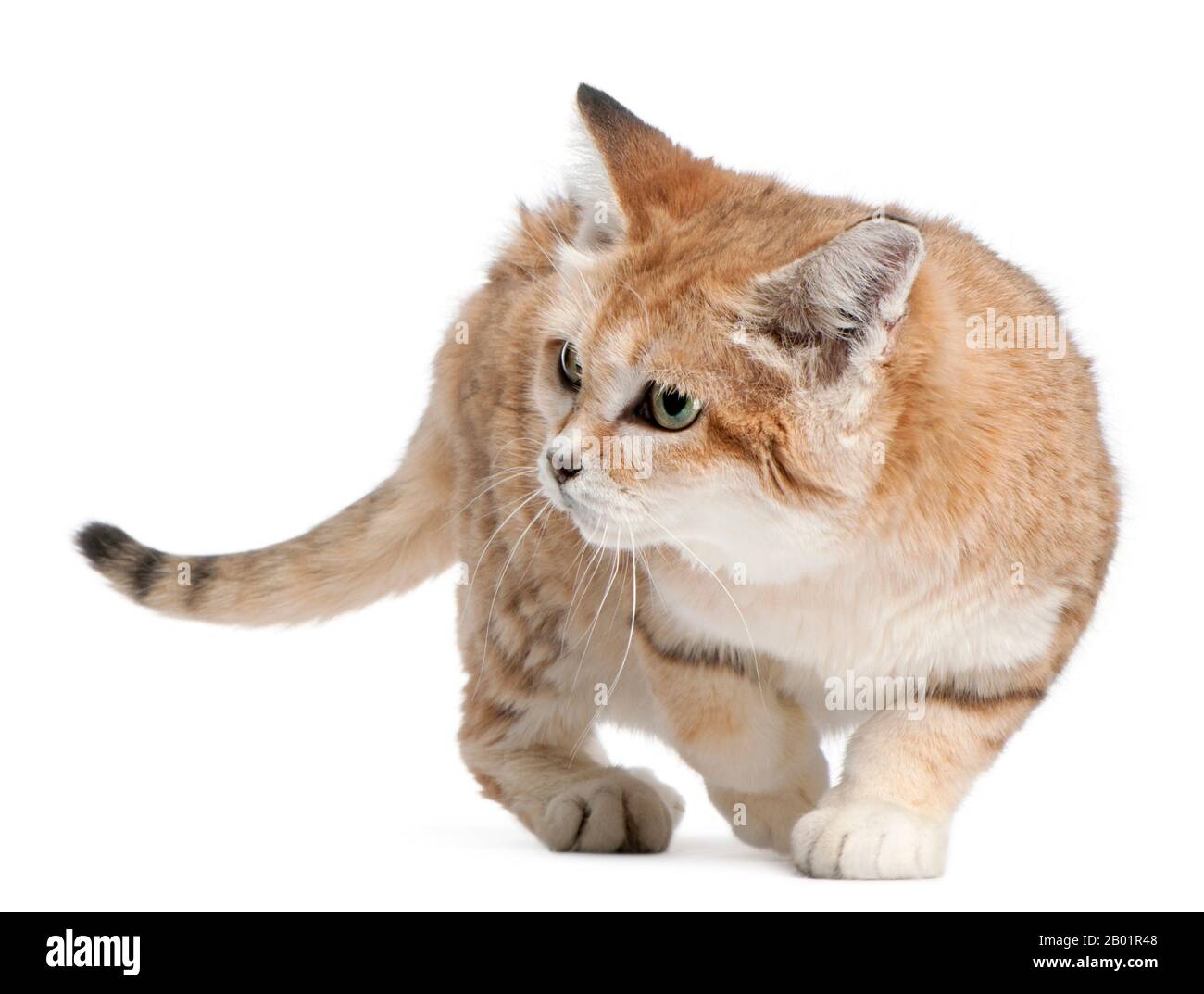 Sandkatze felis margarita Ausgeschnittene Stockfotos und -bilder - Alamy