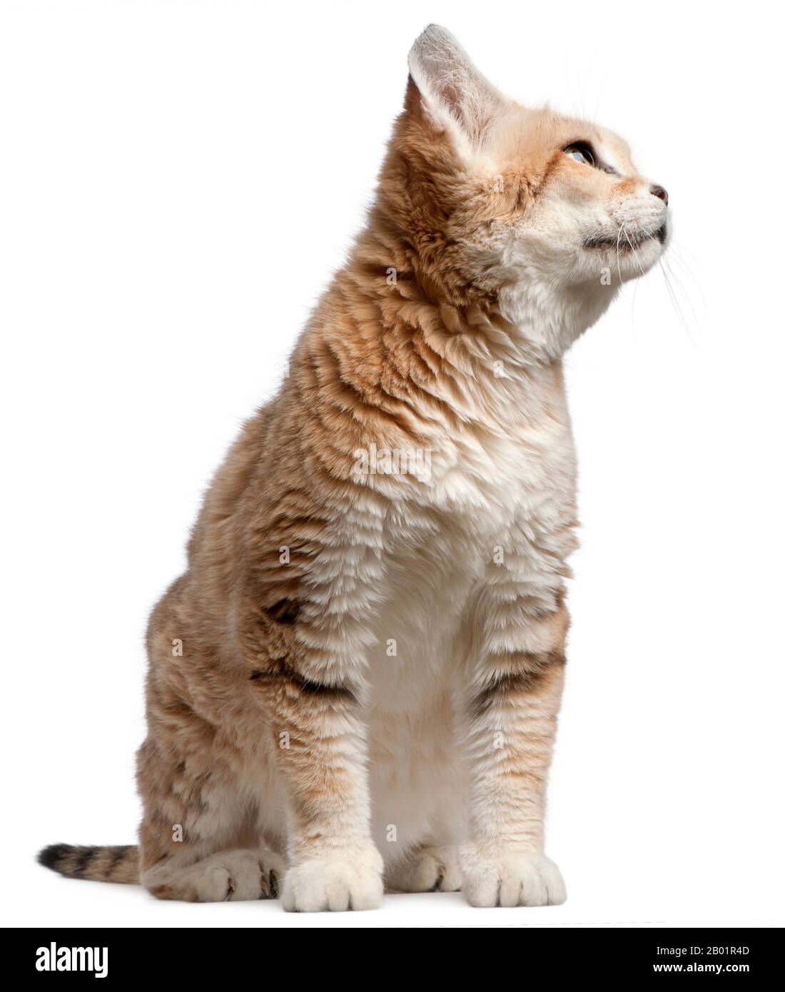 Sandkatze felis margarita Ausgeschnittene Stockfotos und -bilder - Alamy