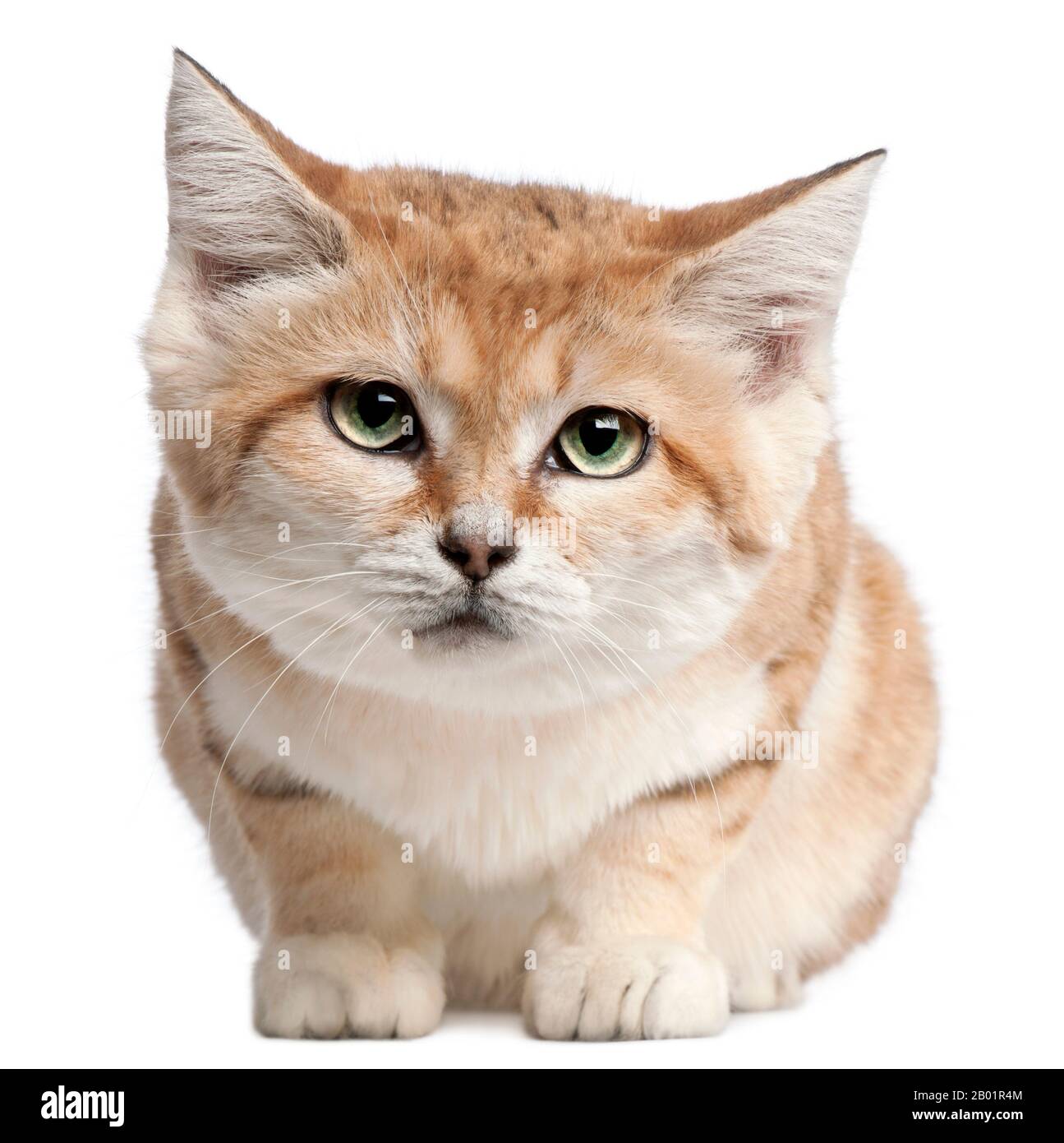 Sandkatze felis margarita Ausgeschnittene Stockfotos und -bilder - Alamy