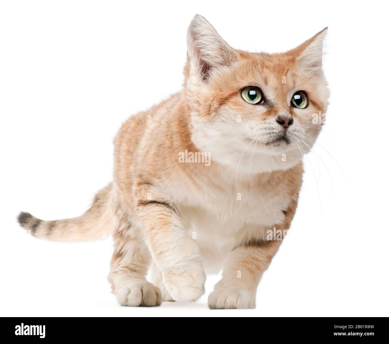 Sandkatze felis margarita Ausgeschnittene Stockfotos und -bilder - Alamy