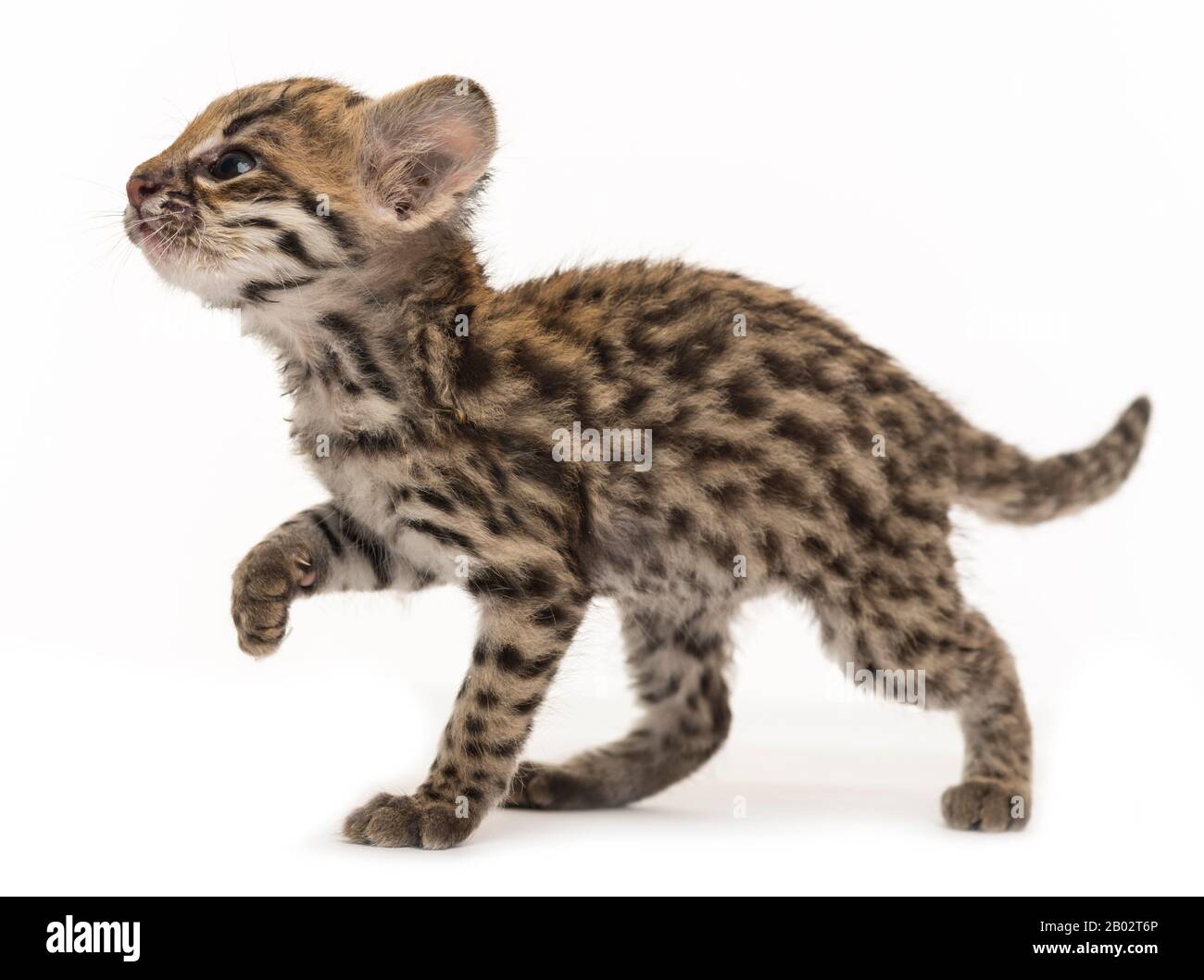 Oncilla Leopardus Tigrinus Stockfotos und -bilder Kaufen - Alamy