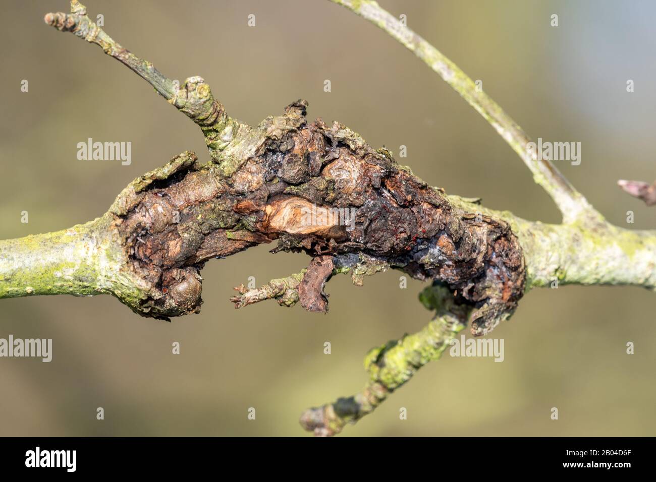 Neonectria ditissima -Fotos und -Bildmaterial in hoher Auflösung – Alamy