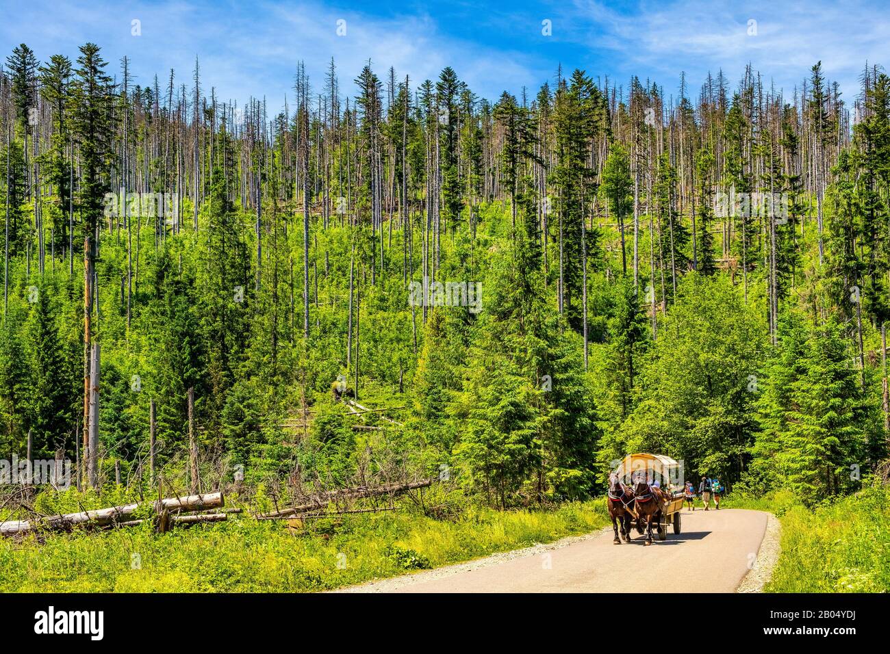 Pottok horse -Fotos und -Bildmaterial in hoher Auflösung – Alamy