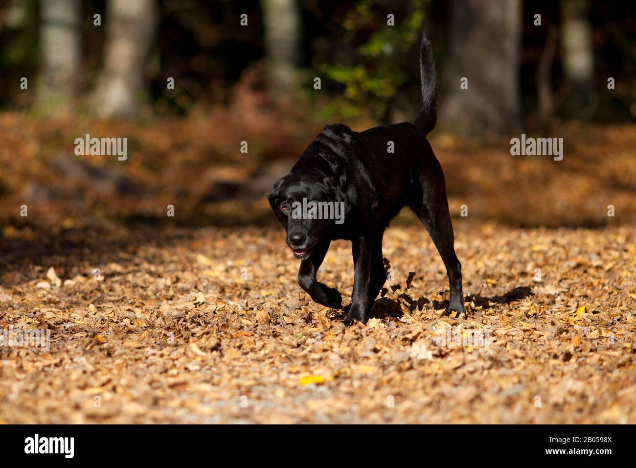 Schwarzer labrador welpe und erwachsener schwarzer labrador -Fotos und ...