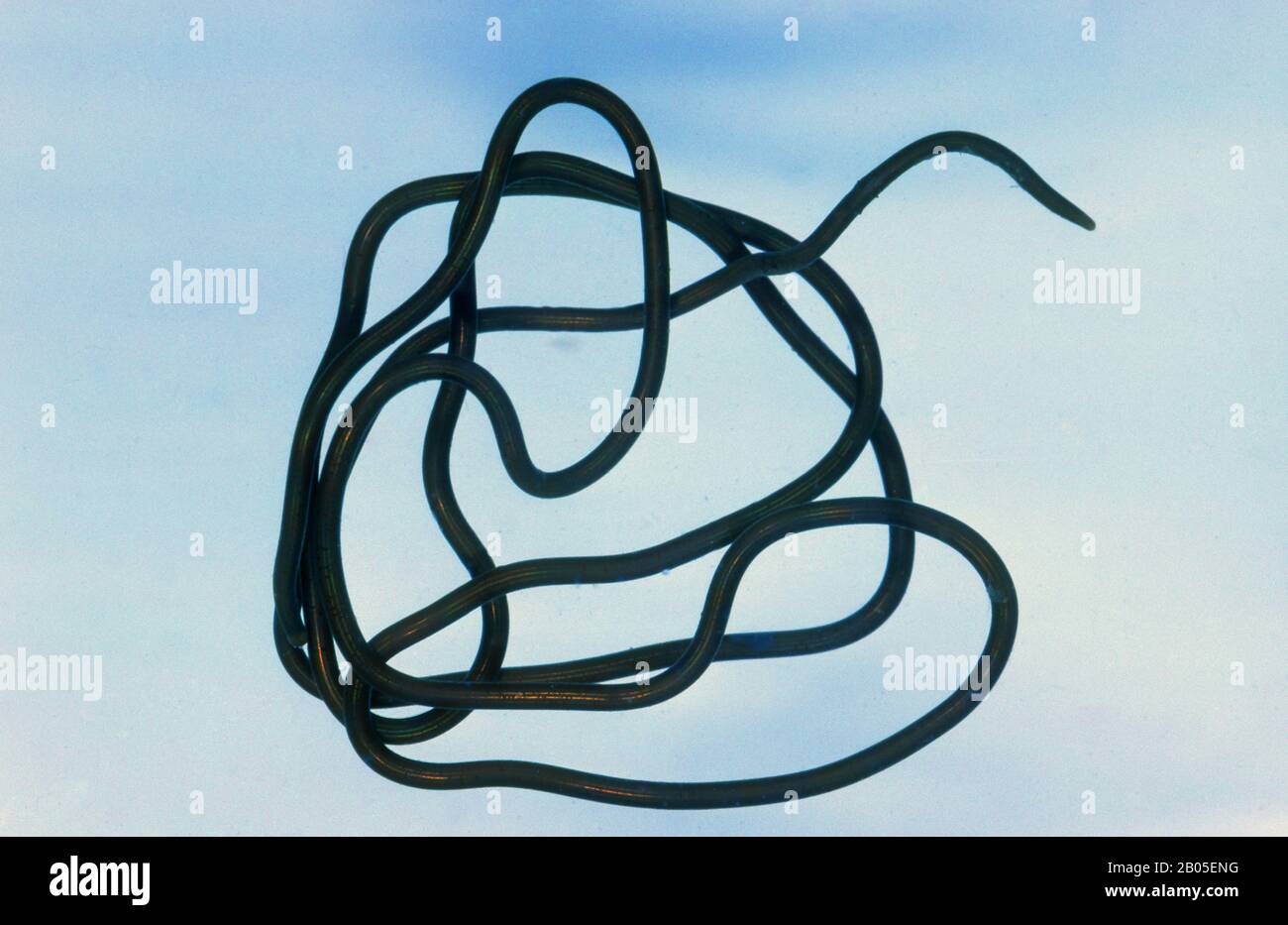 Nematomorpha (Gordius spec.), Kleinstschuss Stockfotografie - Alamy