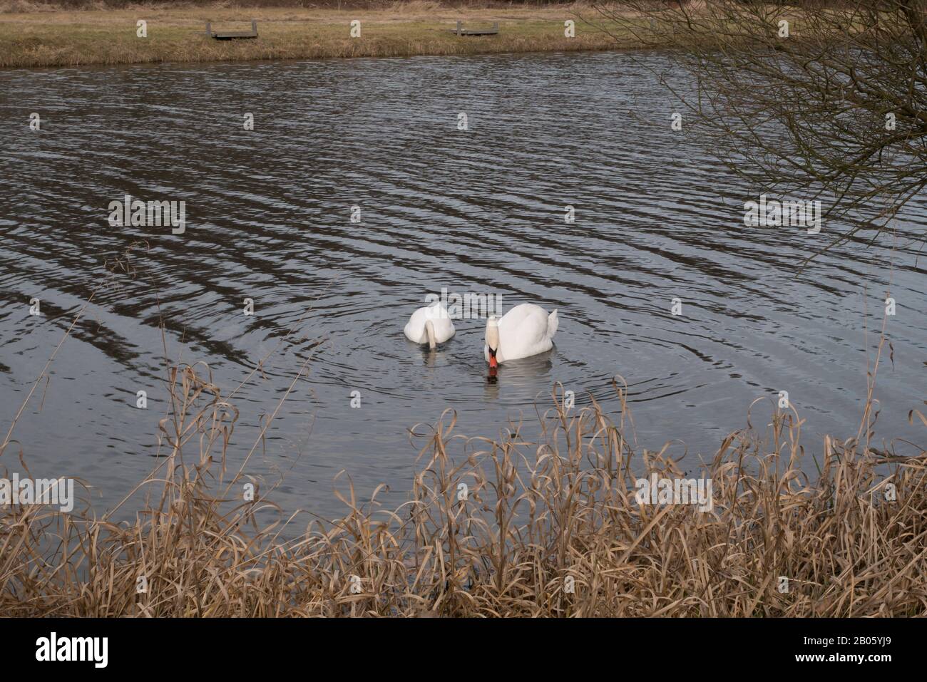 See mit schwänen -Fotos und -Bildmaterial in hoher Auflösung - Seite 2 ...