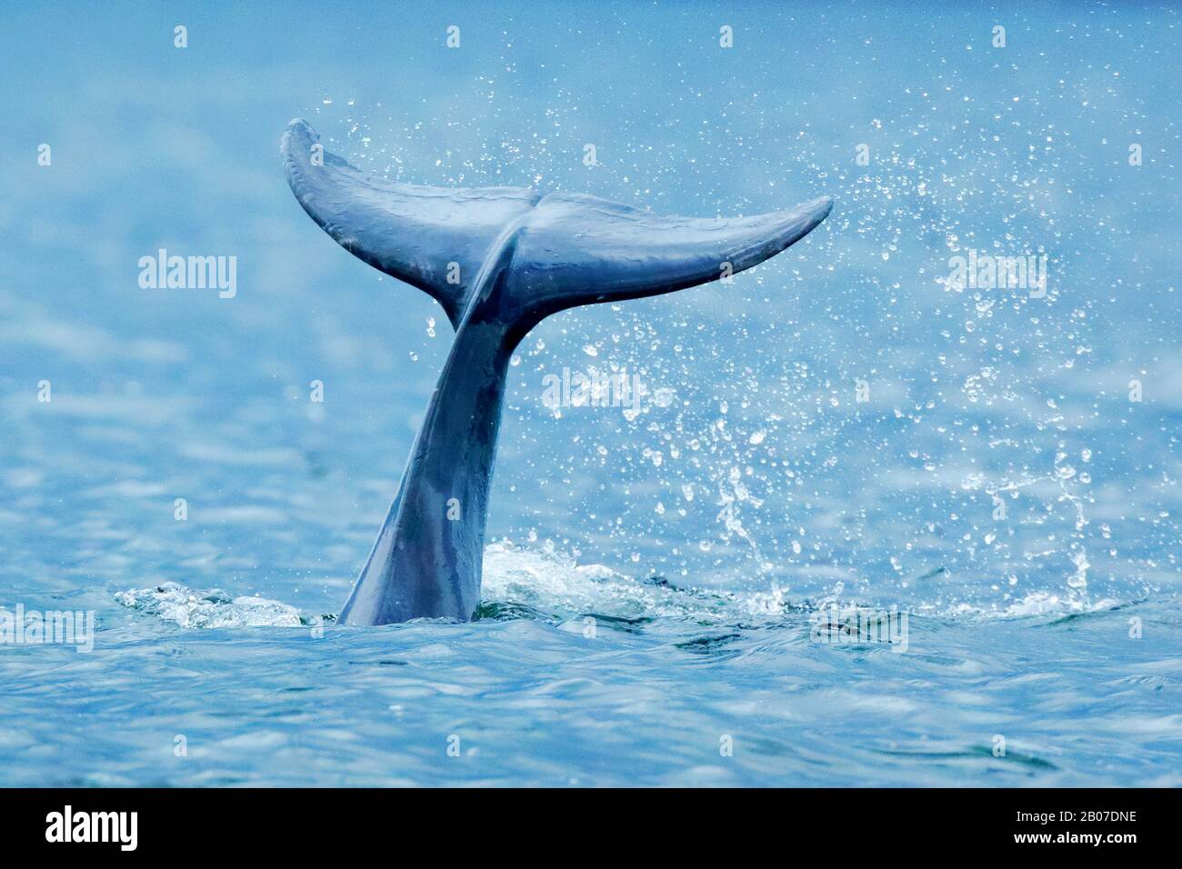 Gemeiner bottlenose delphin Stockfotos und -bilder Kaufen - Alamy