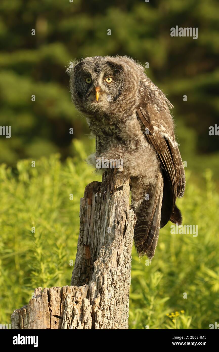 Jugend eulen -Fotos und -Bildmaterial in hoher Auflösung – Alamy