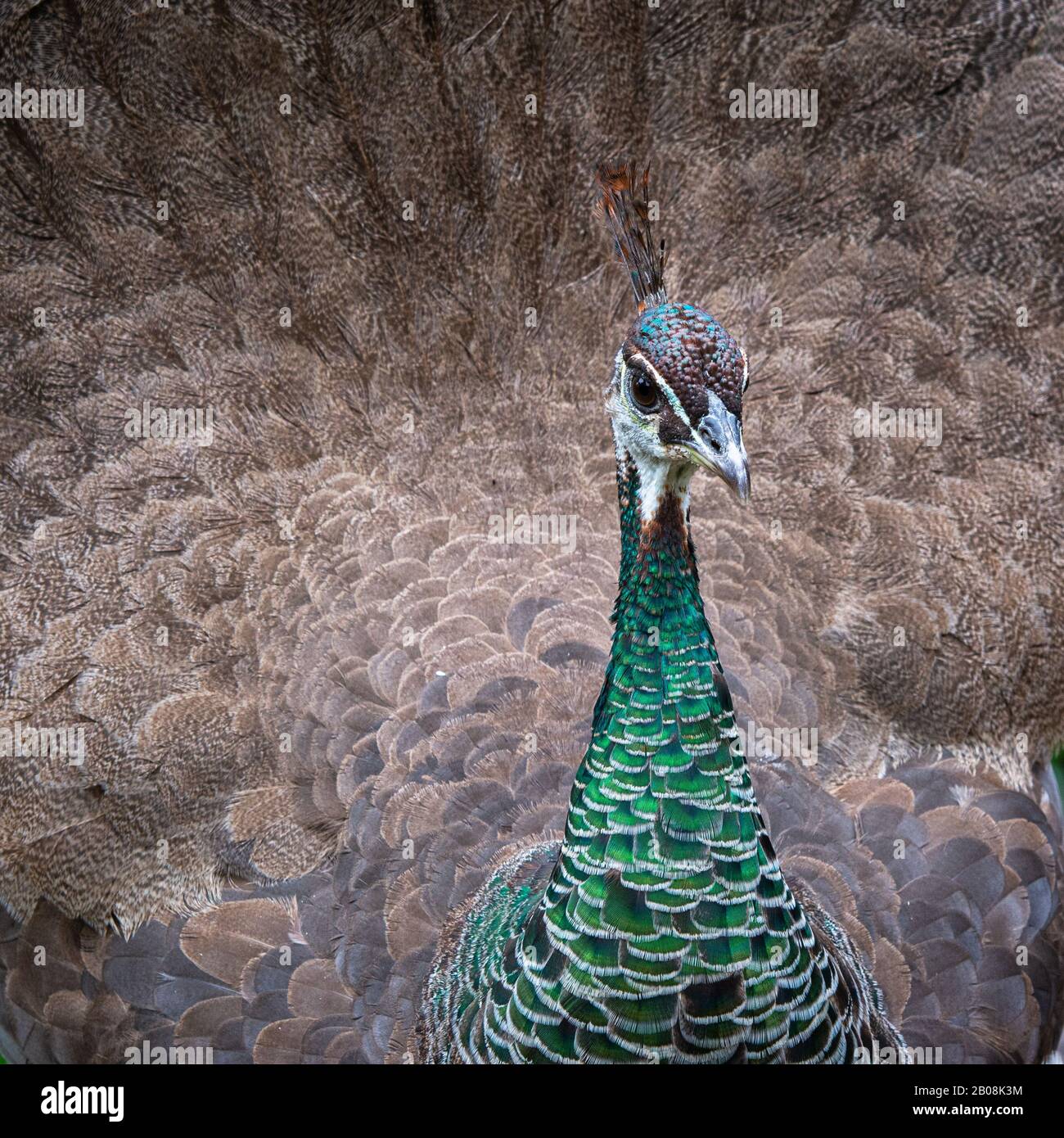Female peahen -Fotos und -Bildmaterial in hoher Auflösung – Alamy