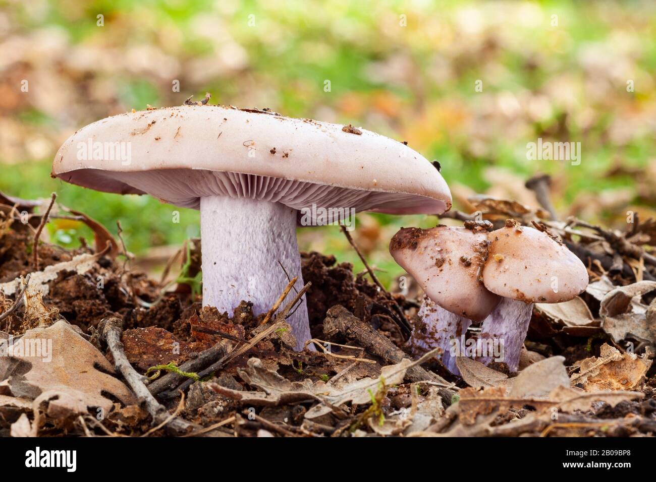 Gras clitocybe -Fotos und -Bildmaterial in hoher Auflösung – Alamy