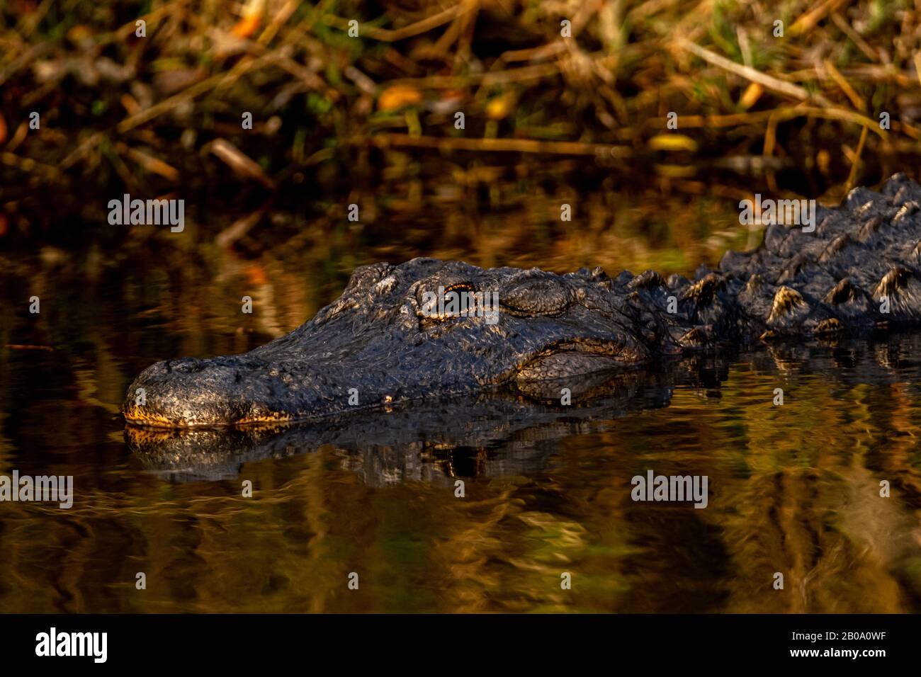 Gemeiner alligator -Fotos und -Bildmaterial in hoher Auflösung – Alamy