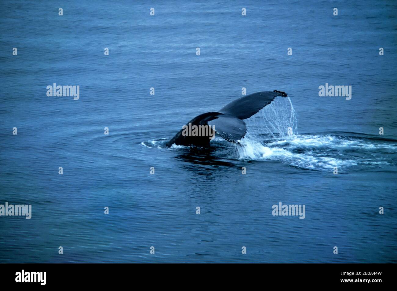 Buckelwal fluke -Fotos und -Bildmaterial in hoher Auflösung – Alamy