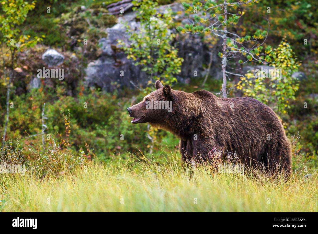 Lebensraum des europäischen braunbären -Fotos und -Bildmaterial in hoher Auflösung – Alamy