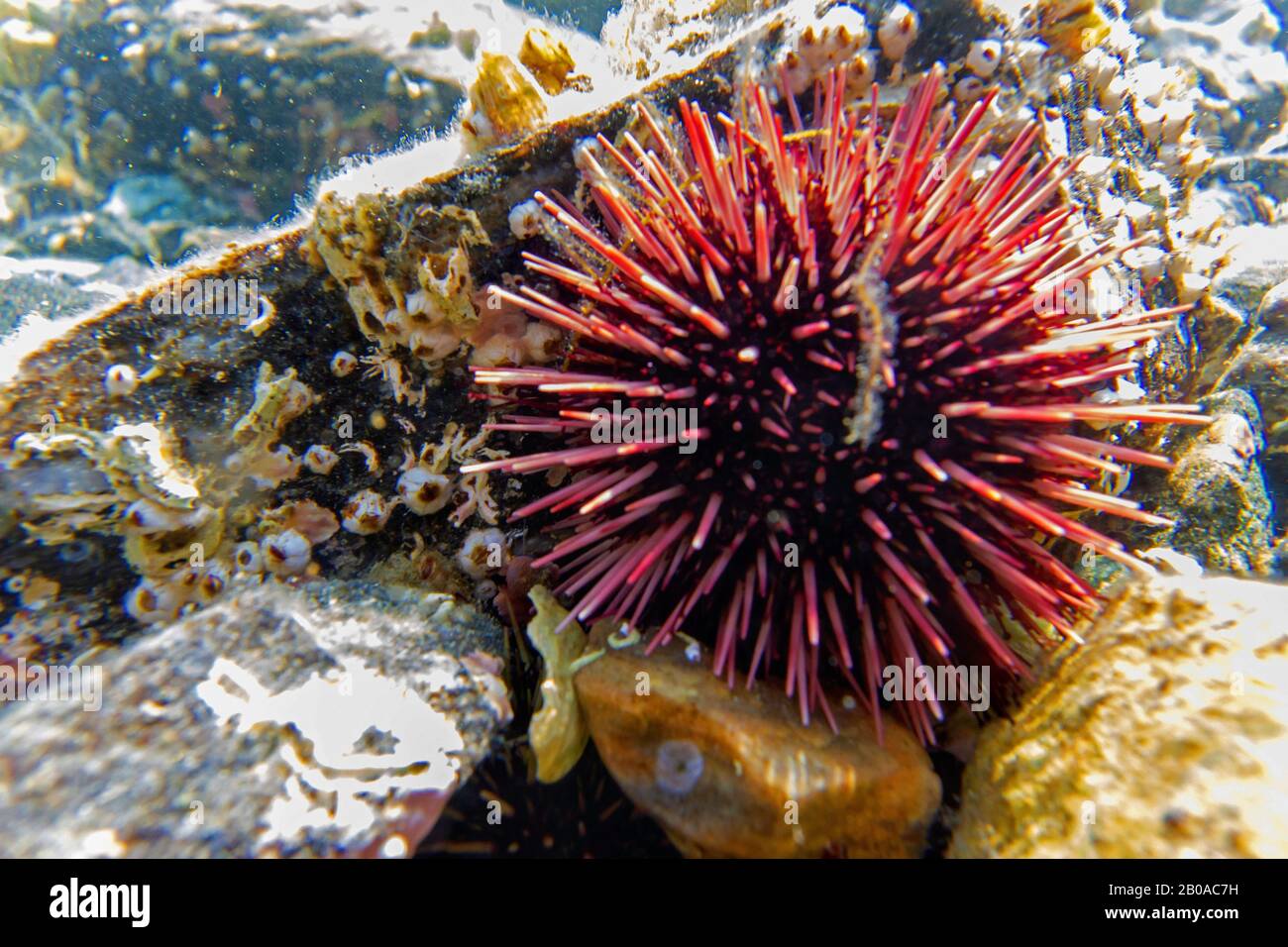 Echinoide Echinoidea Stockfotos und -bilder Kaufen - Alamy
