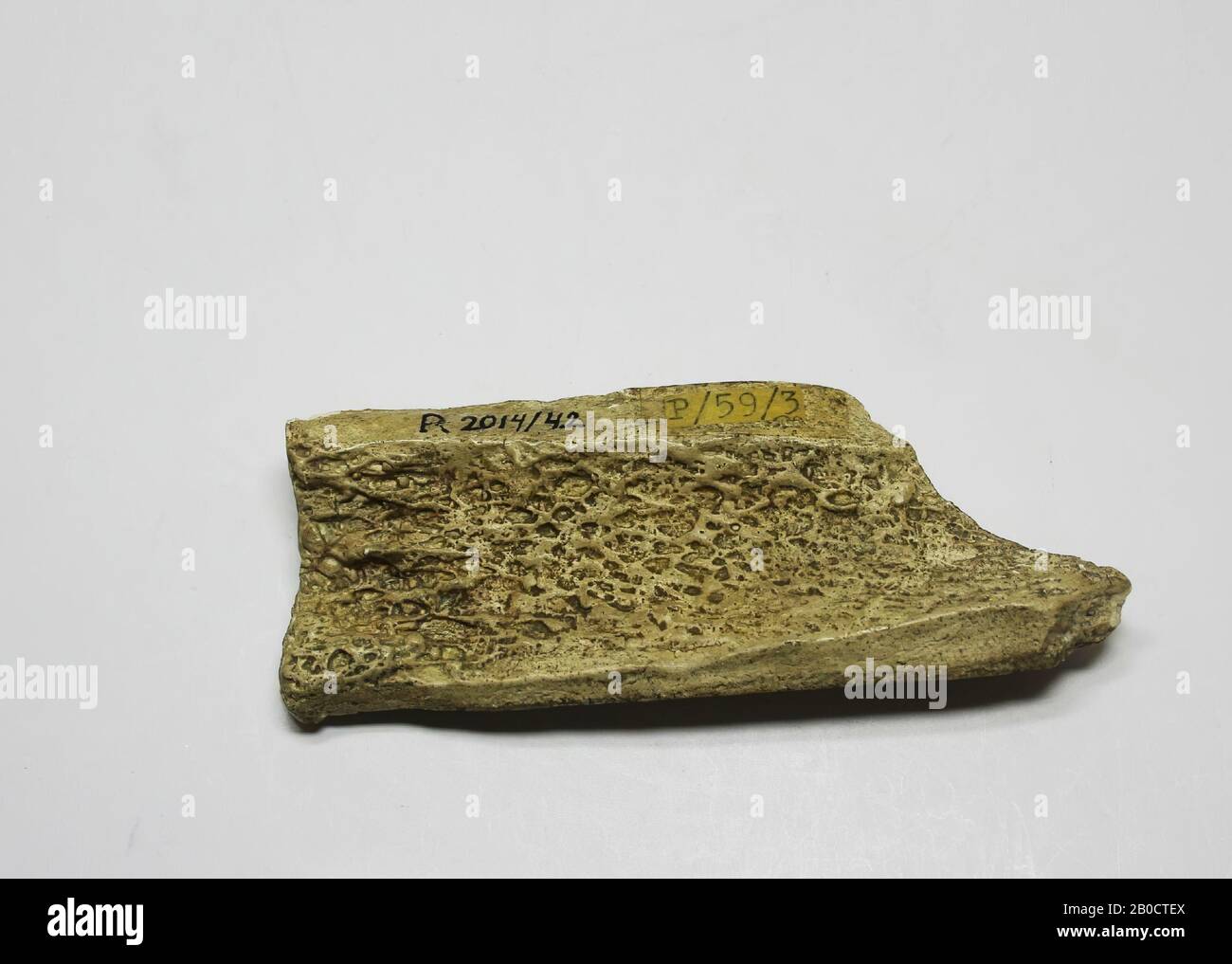 5 pferdeknochen -Fotos und -Bildmaterial in hoher Auflösung – Alamy