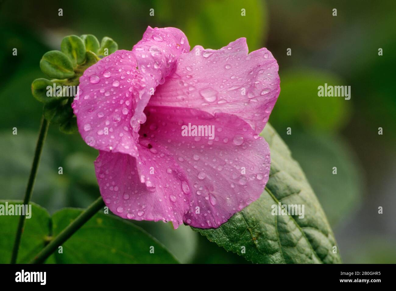 Convulvulus arten -Fotos und -Bildmaterial in hoher Auflösung – Alamy