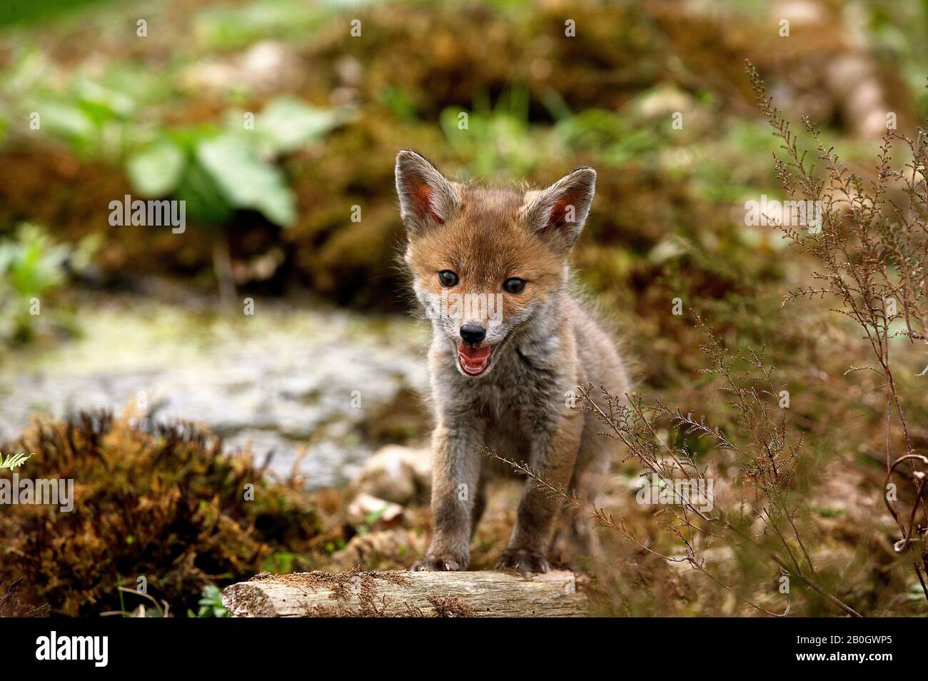 Baby rotfuchs vulpes vulpes in normady -Fotos und -Bildmaterial in ...
