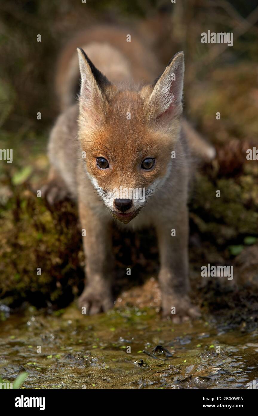 Baby rotfuchs vulpes vulpes in normady -Fotos und -Bildmaterial in ...
