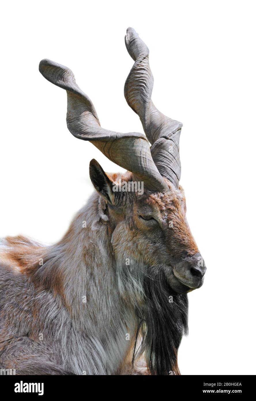 Markhor capra falconeri wild goat -Fotos und -Bildmaterial in hoher ...
