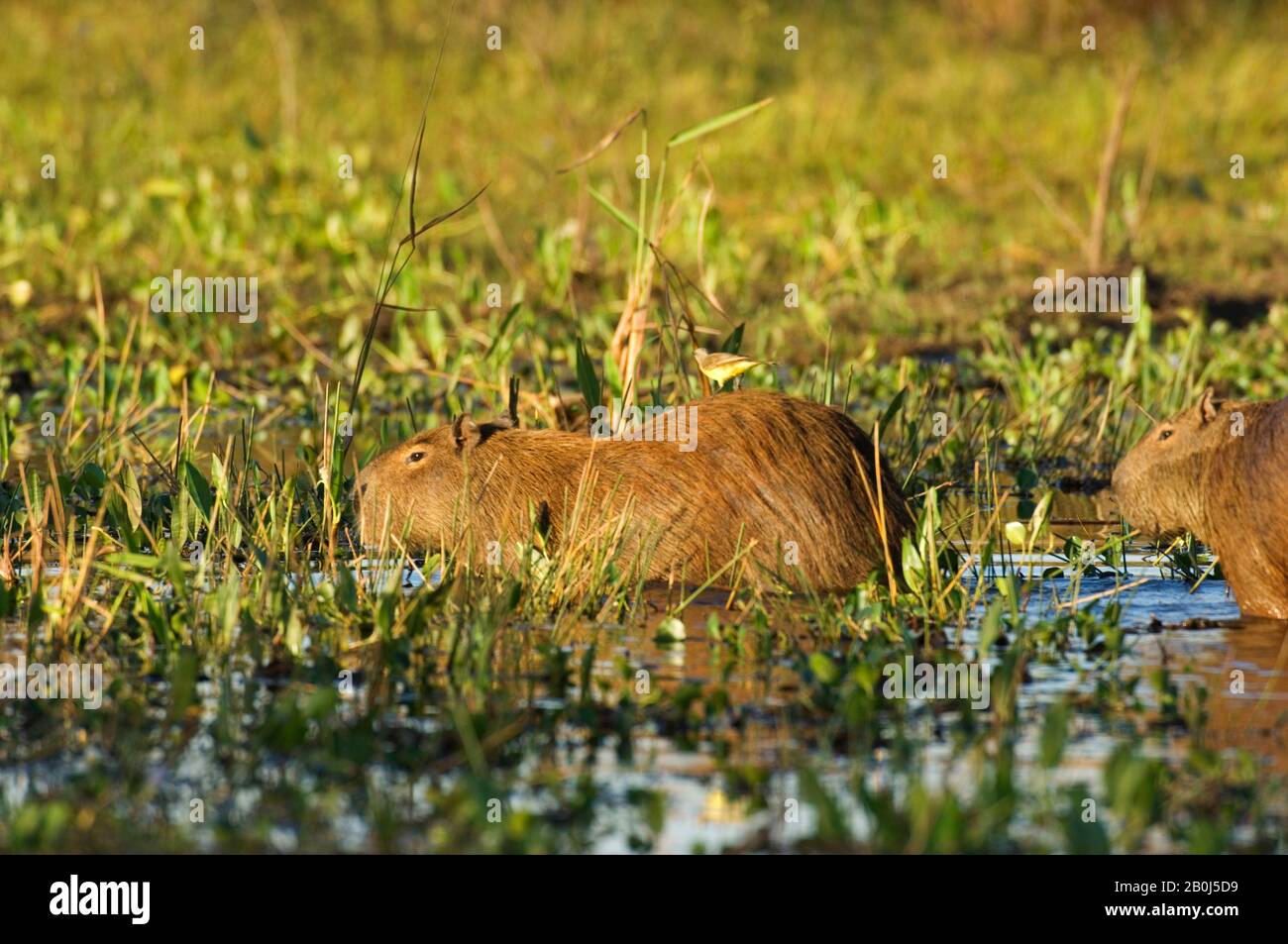 BRASILIEN, MATO GROSSO, PANTANAL, REFUGIO ECOLOGICO CAIMAN, CAPYBARA ...
