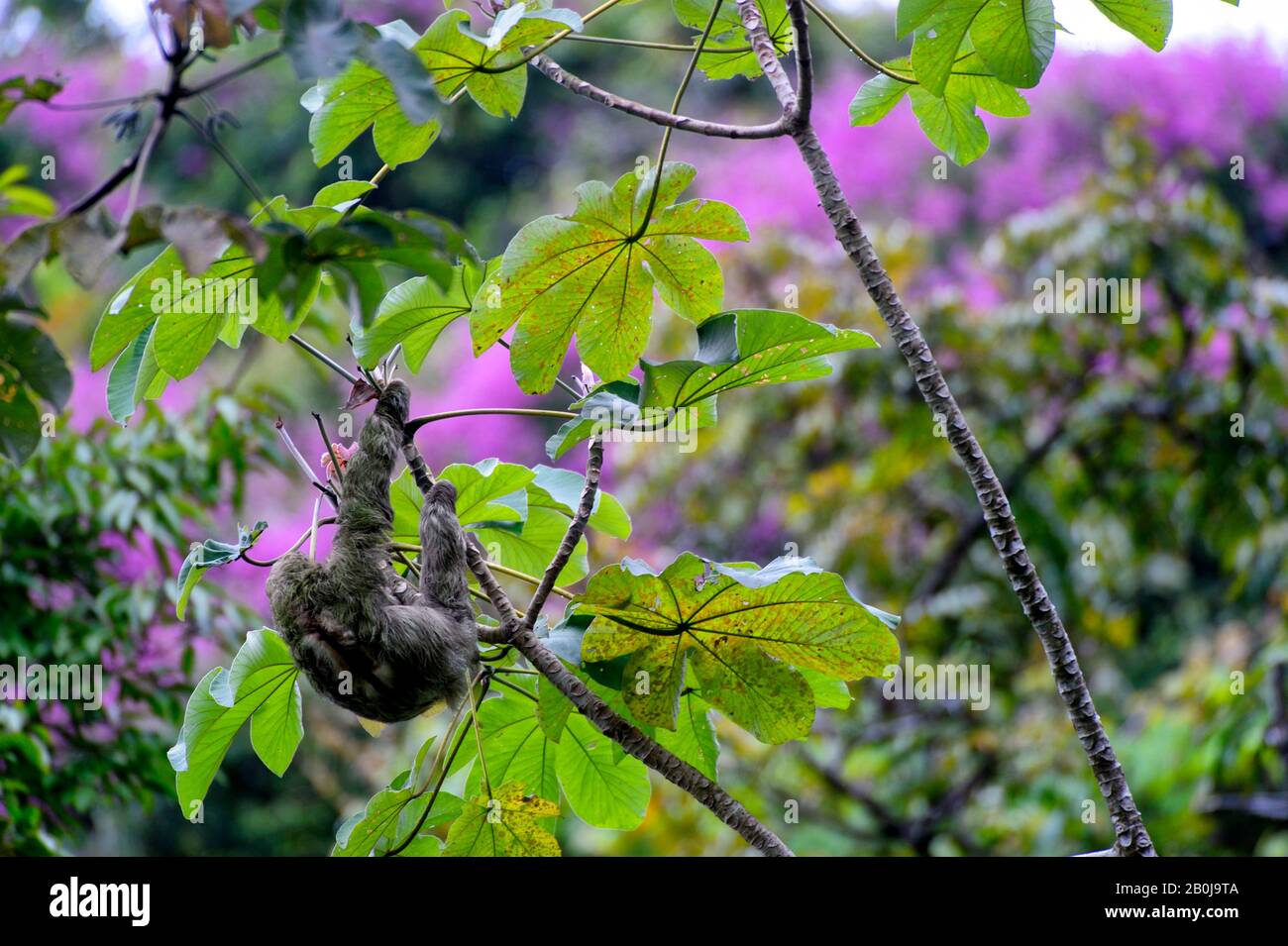 Drei toed faultier im baum -Fotos und -Bildmaterial in hoher Auflösung ...
