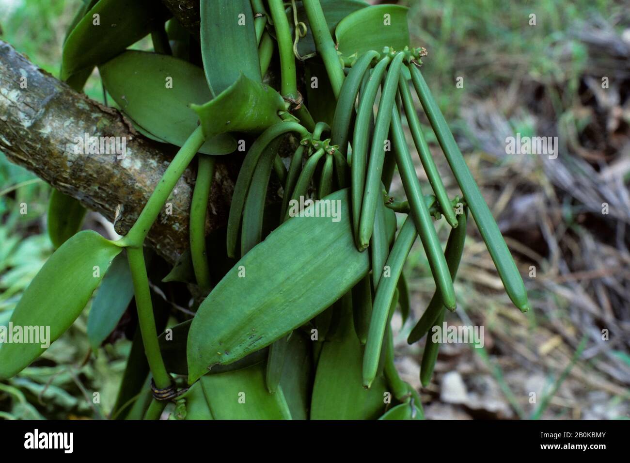 Vanille plantage -Fotos und -Bildmaterial in hoher Auflösung – Alamy