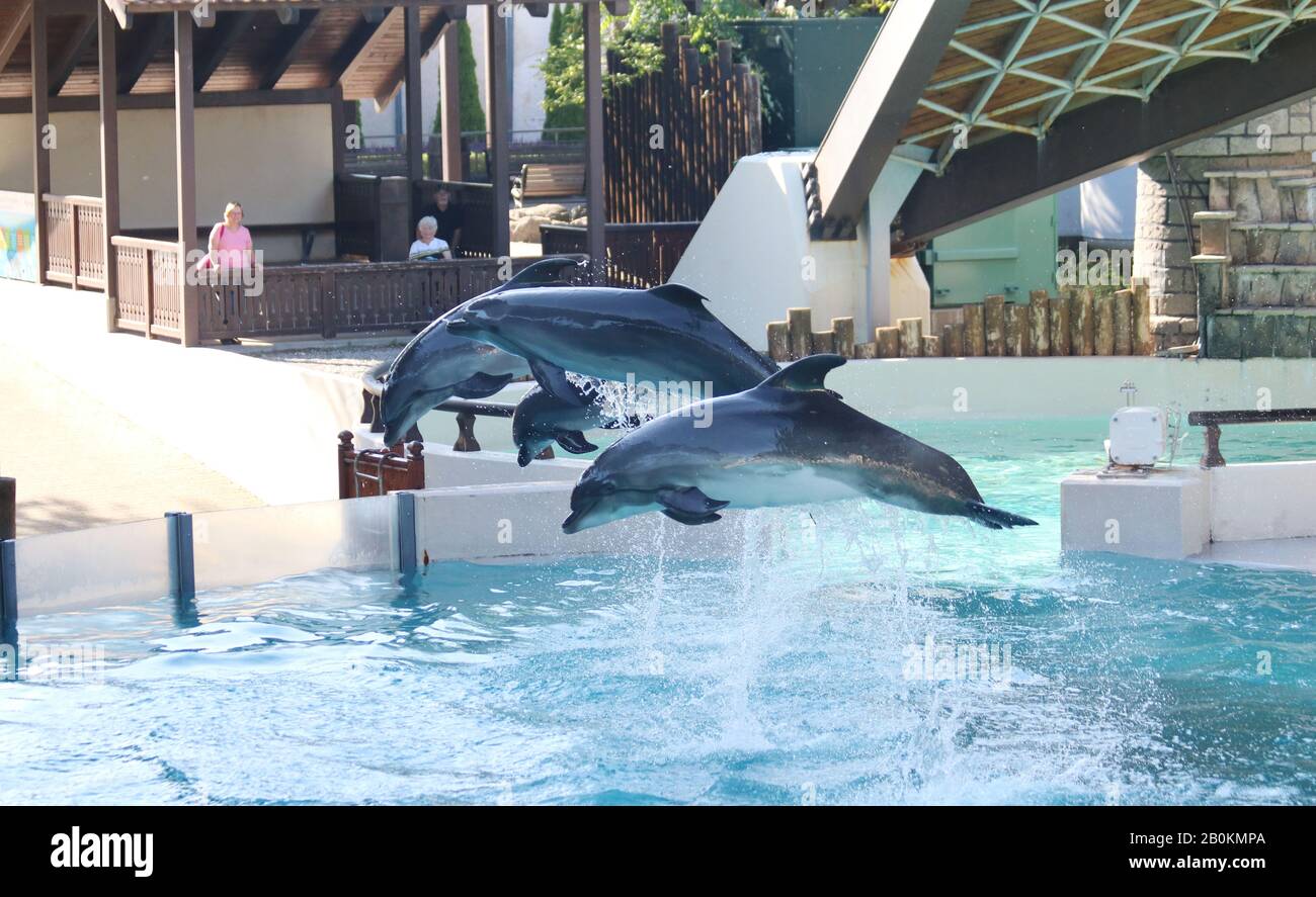 Delphin springt -Fotos und -Bildmaterial in hoher Auflösung – Alamy