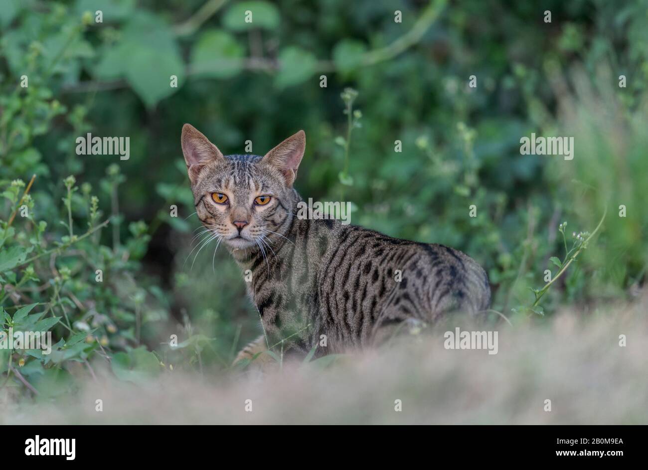 Asiatische steppen wildkatze -Fotos und -Bildmaterial in hoher ...