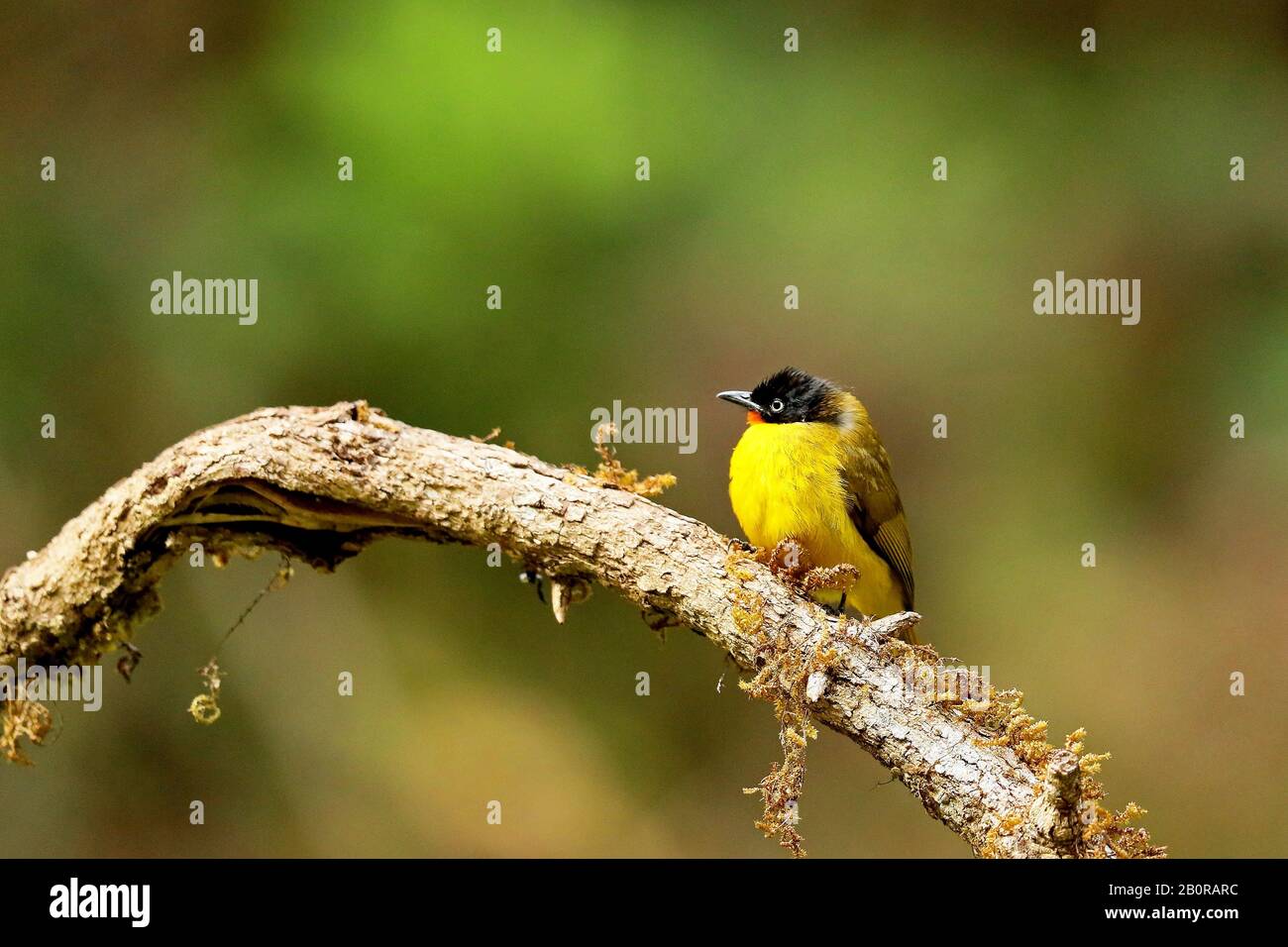 Pycnonotus gularis -Fotos und -Bildmaterial in hoher Auflösung – Alamy