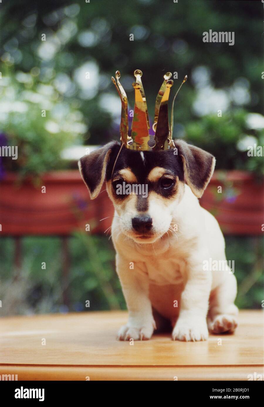 Jack russell terrier welpe mit krone -Fotos und -Bildmaterial in hoher ...