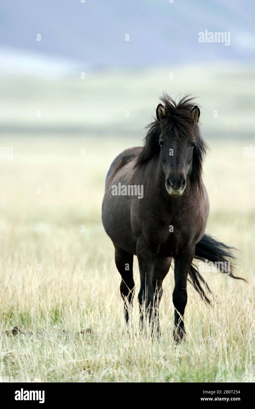 Islandpferd, Islandpferd, Islandpony (Equus przewalskii f. caballus ...