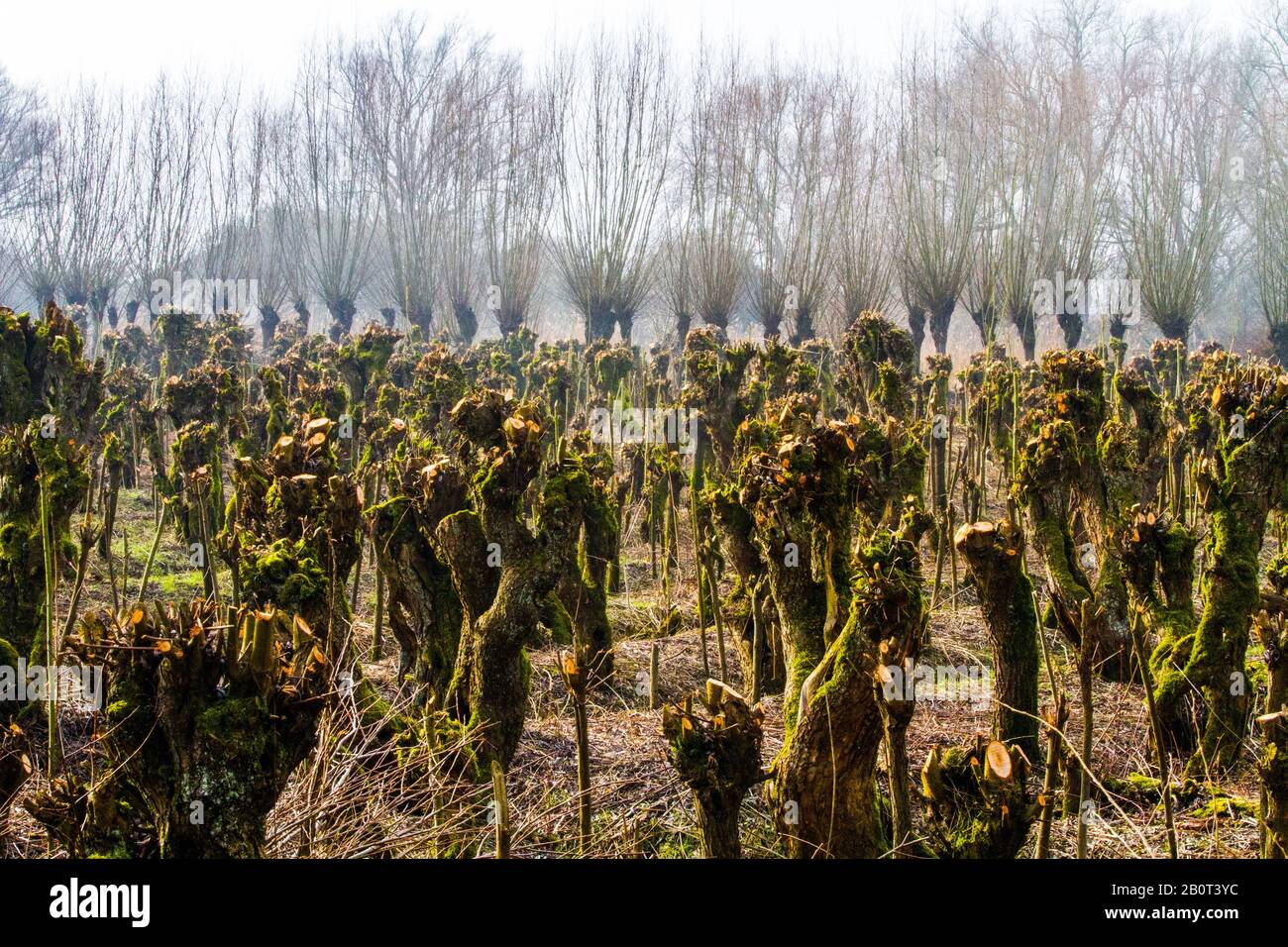 Die weiden im winter -Fotos und -Bildmaterial in hoher Auflösung – Alamy