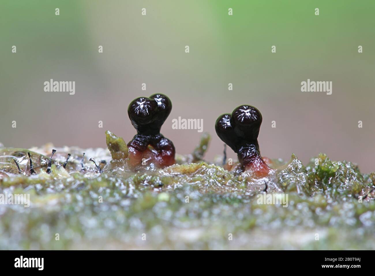 Trichia Botrytis, die schleimpilze der Familie Trichiaceae, Muster aus ...