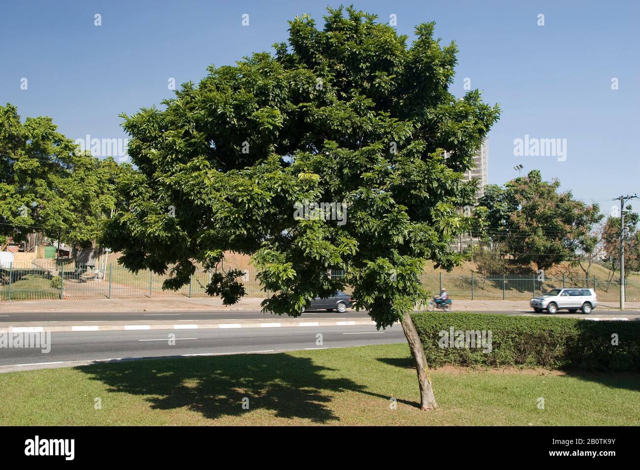 Pau brasil -Fotos und -Bildmaterial in hoher Auflösung – Alamy