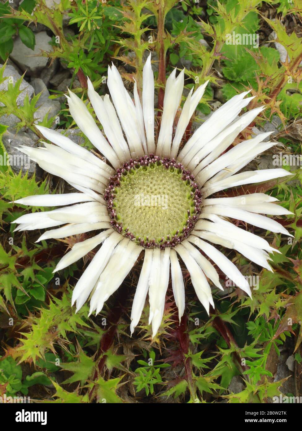 Silberdistel carlina acaulis -Fotos und -Bildmaterial in hoher ...