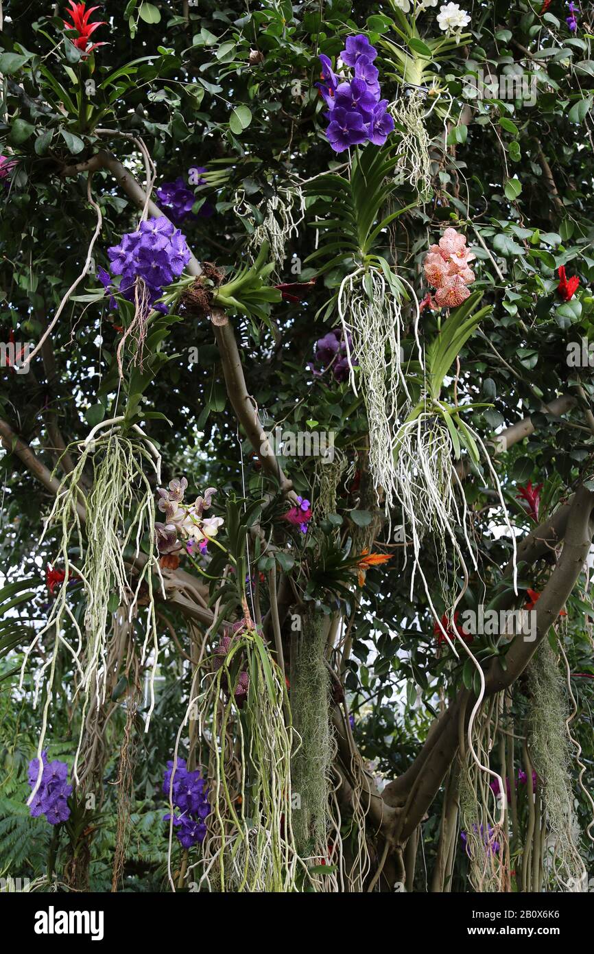 Epiphyten ficus -Fotos und -Bildmaterial in hoher Auflösung – Alamy