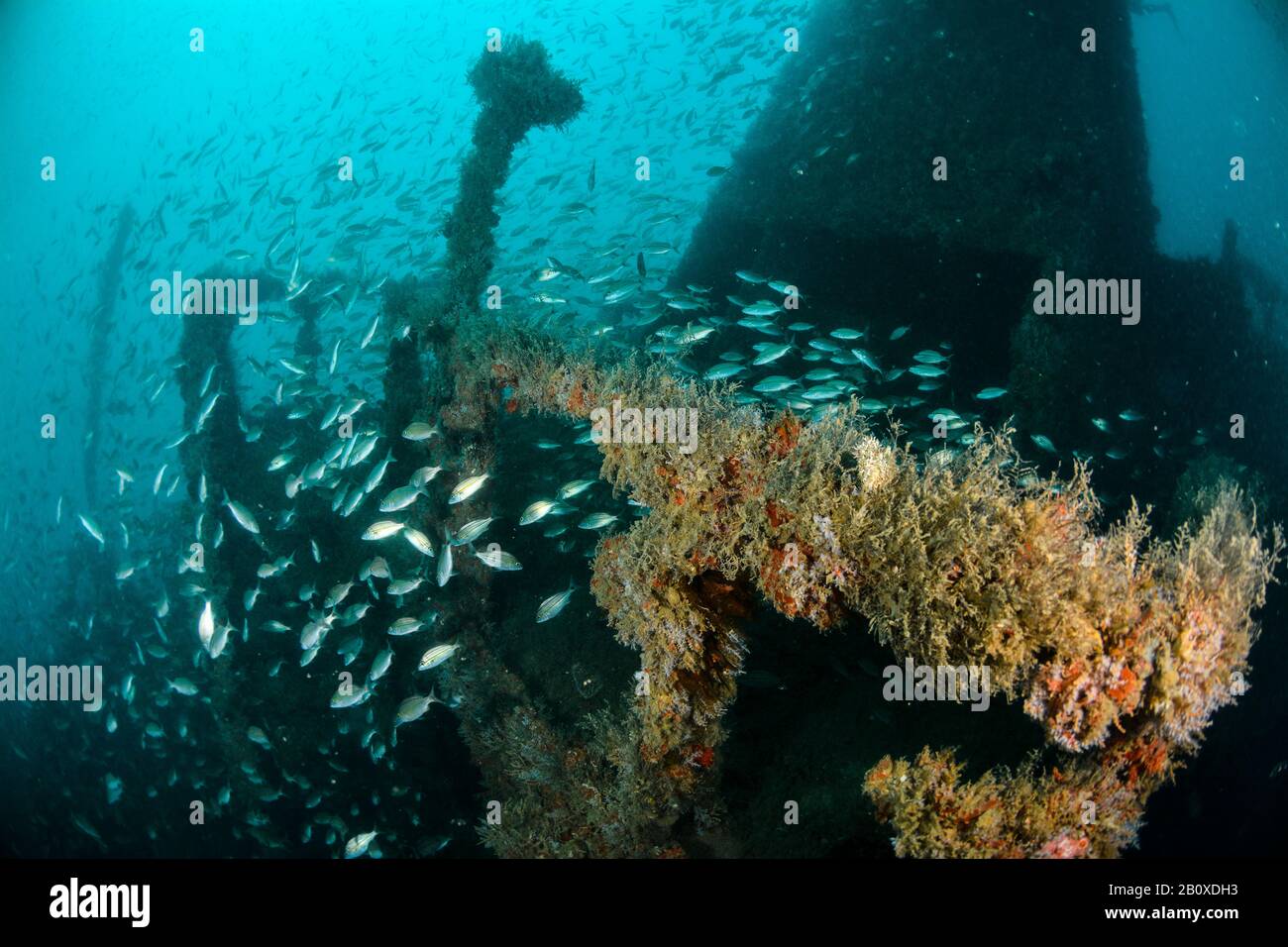 Tech tauchgang -Fotos und -Bildmaterial in hoher Auflösung – Alamy