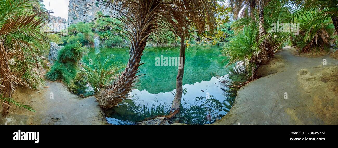 Kretische dattelpalme -Fotos und -Bildmaterial in hoher Auflösung – Alamy