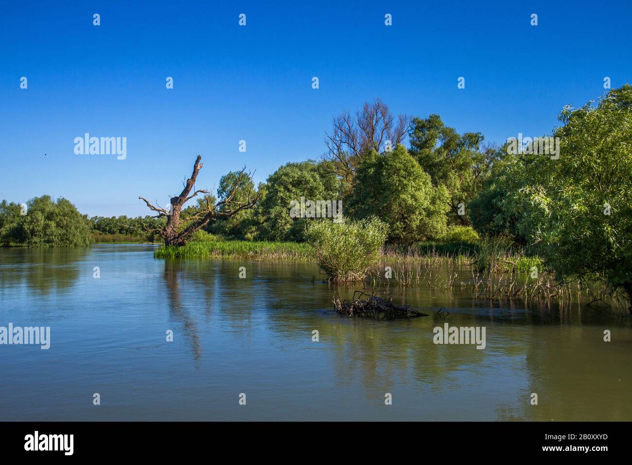 Wald in donauauen -Fotos und -Bildmaterial in hoher Auflösung – Alamy