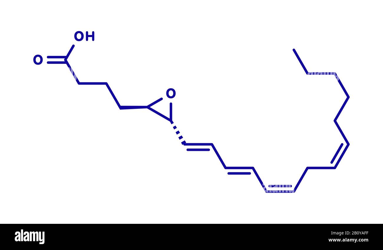 Leukotrien a4 -Fotos und -Bildmaterial in hoher Auflösung – Alamy