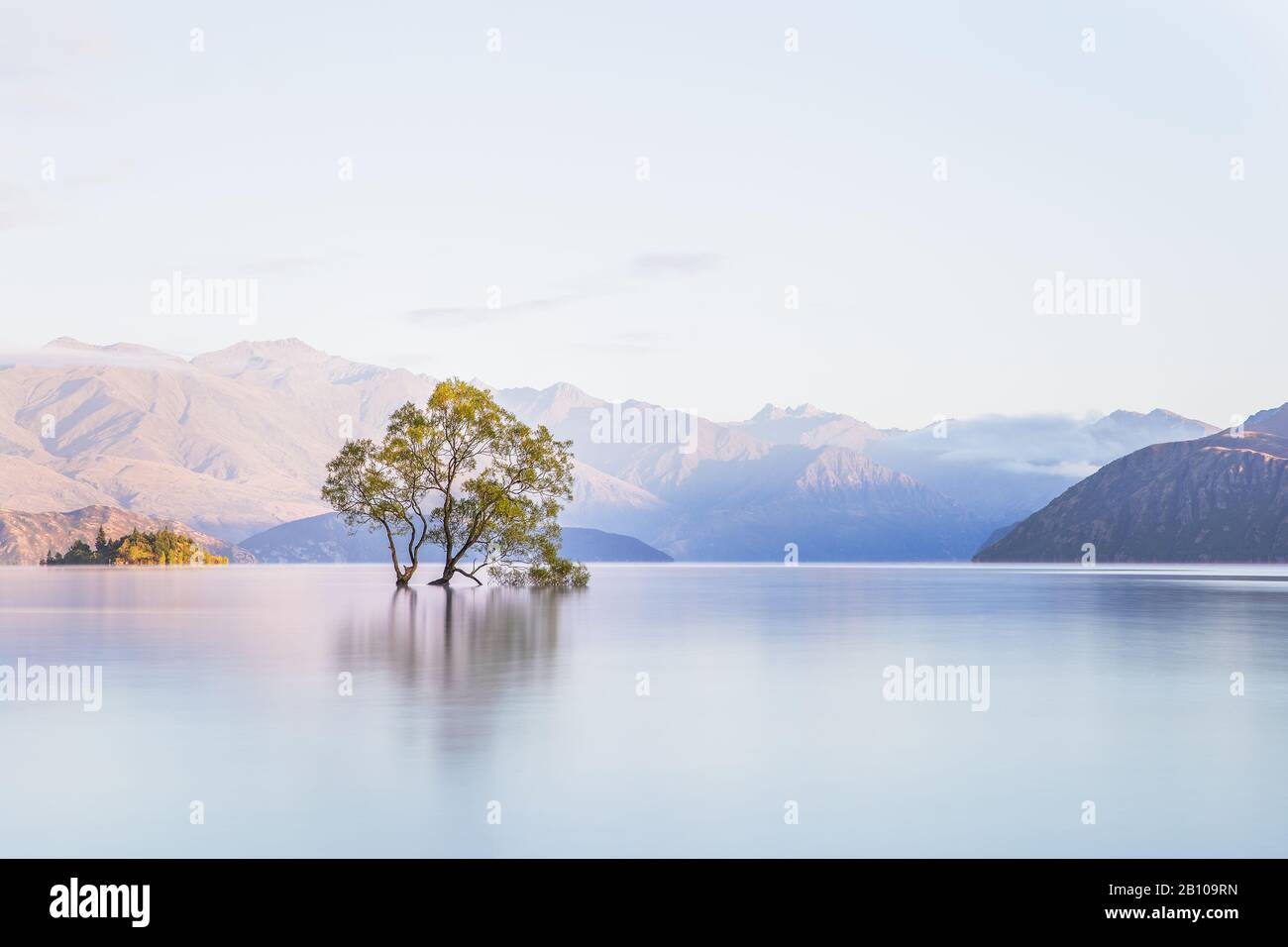 Dieser Wanakabaum Stockfotos und -bilder Kaufen - Alamy