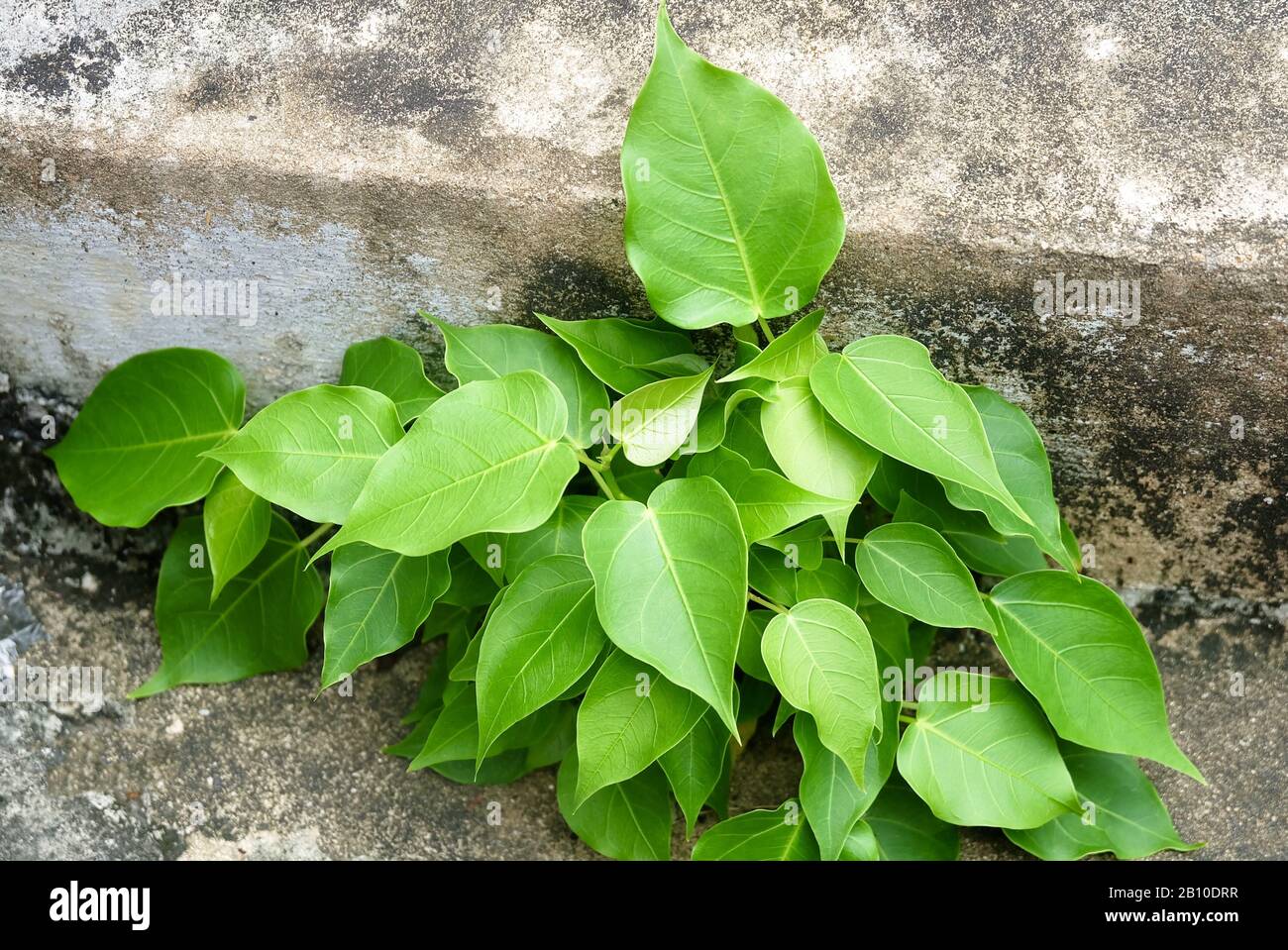 Bo baum ficus religiosa -Fotos und -Bildmaterial in hoher Auflösung – Alamy