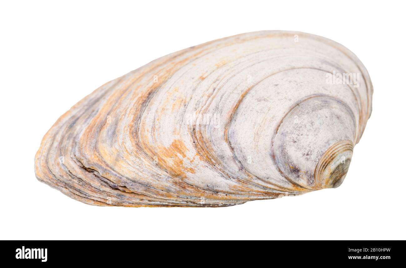 Alte muschel -Fotos und -Bildmaterial in hoher Auflösung – Alamy