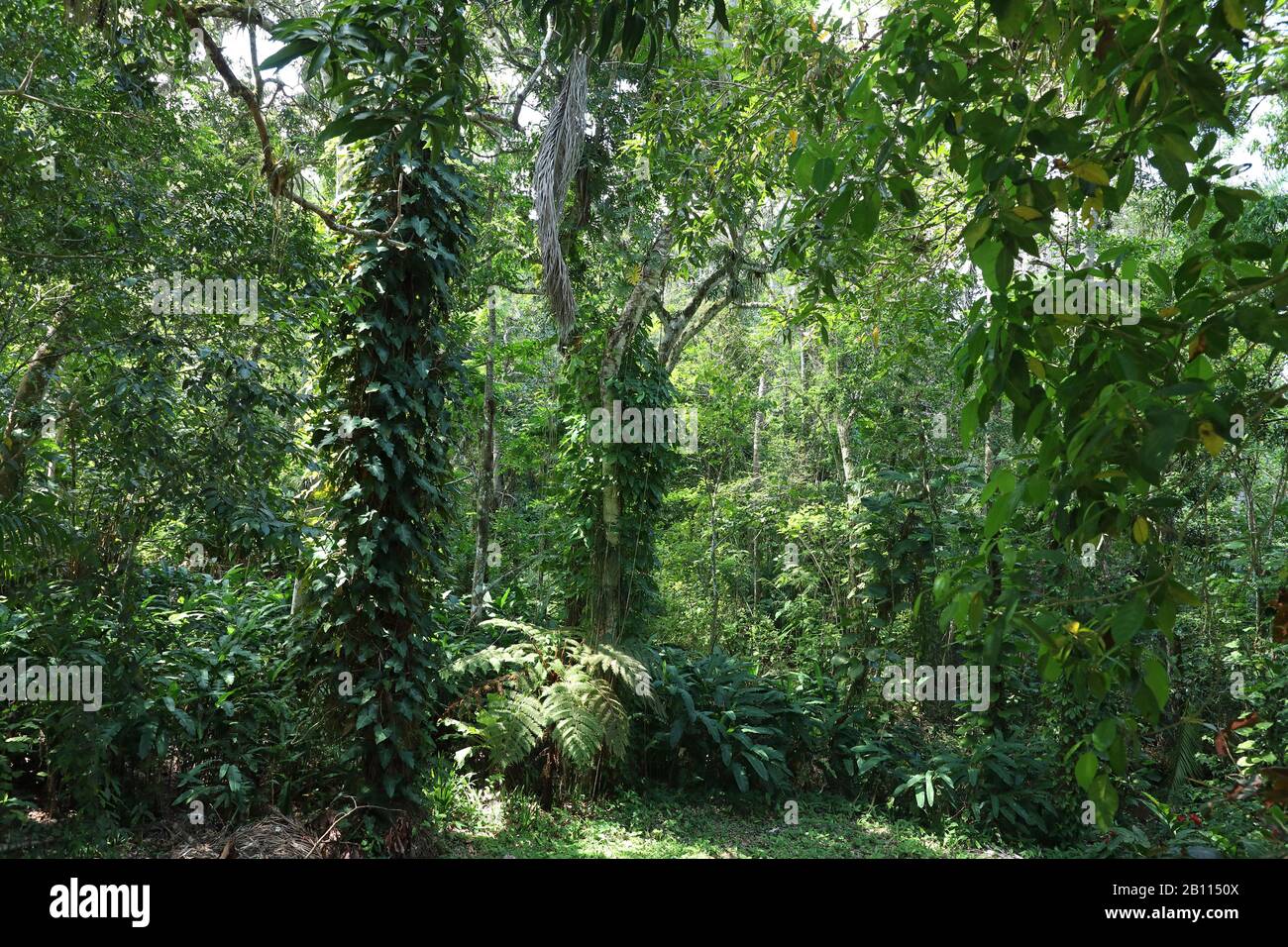Tropischer regenwald -Fotos und -Bildmaterial in hoher Auflösung – Alamy