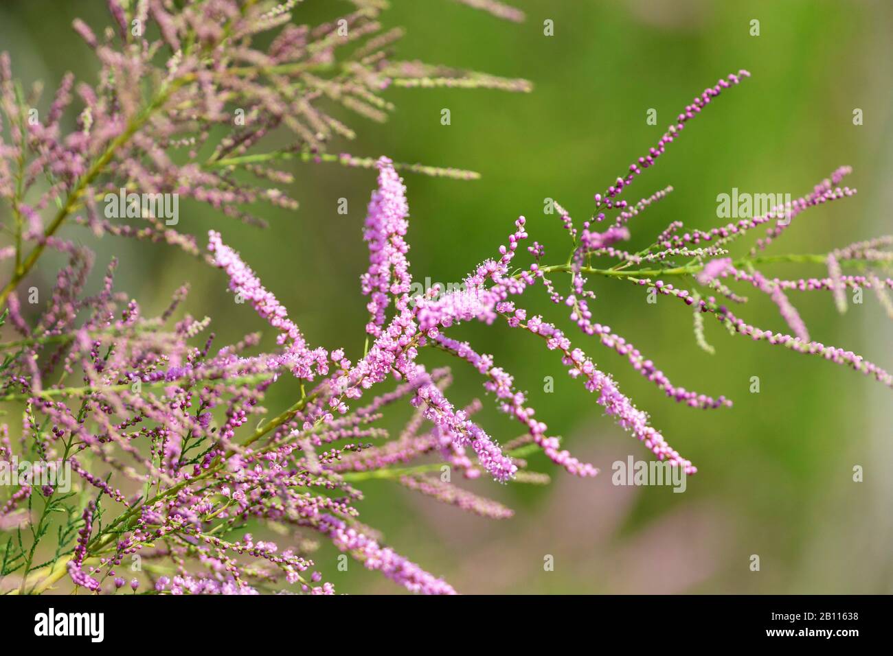 African tamarisk tamarix africana -Fotos und -Bildmaterial in hoher ...